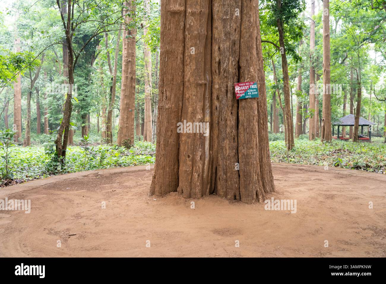 The world's oldest teak plantation, established in 1846 near Nilambur ...