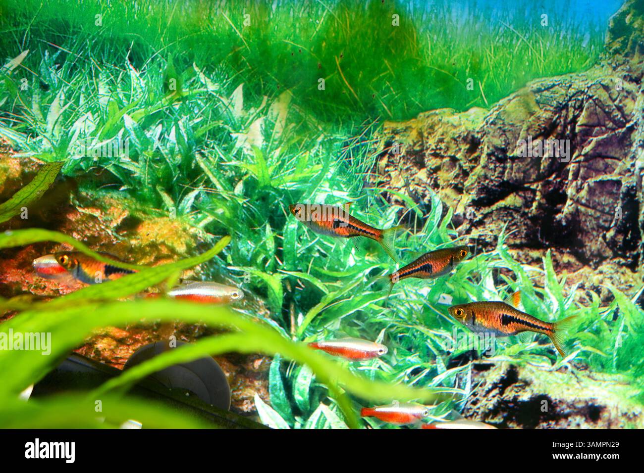 School of rasbora hi-res stock photography and images - Alamy