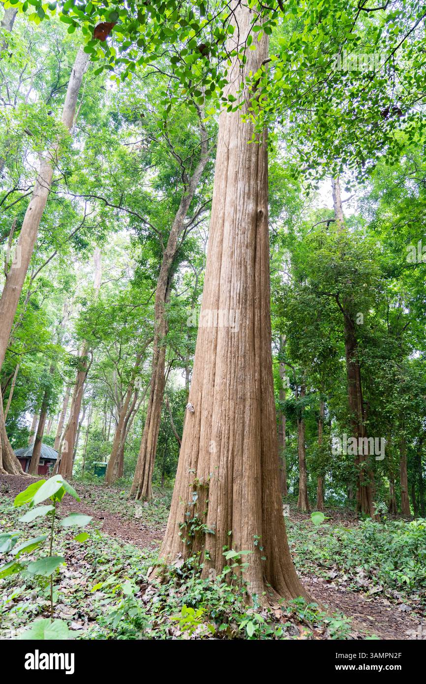 The world's oldest teak plantation, established in 1846 near Nilambur ...