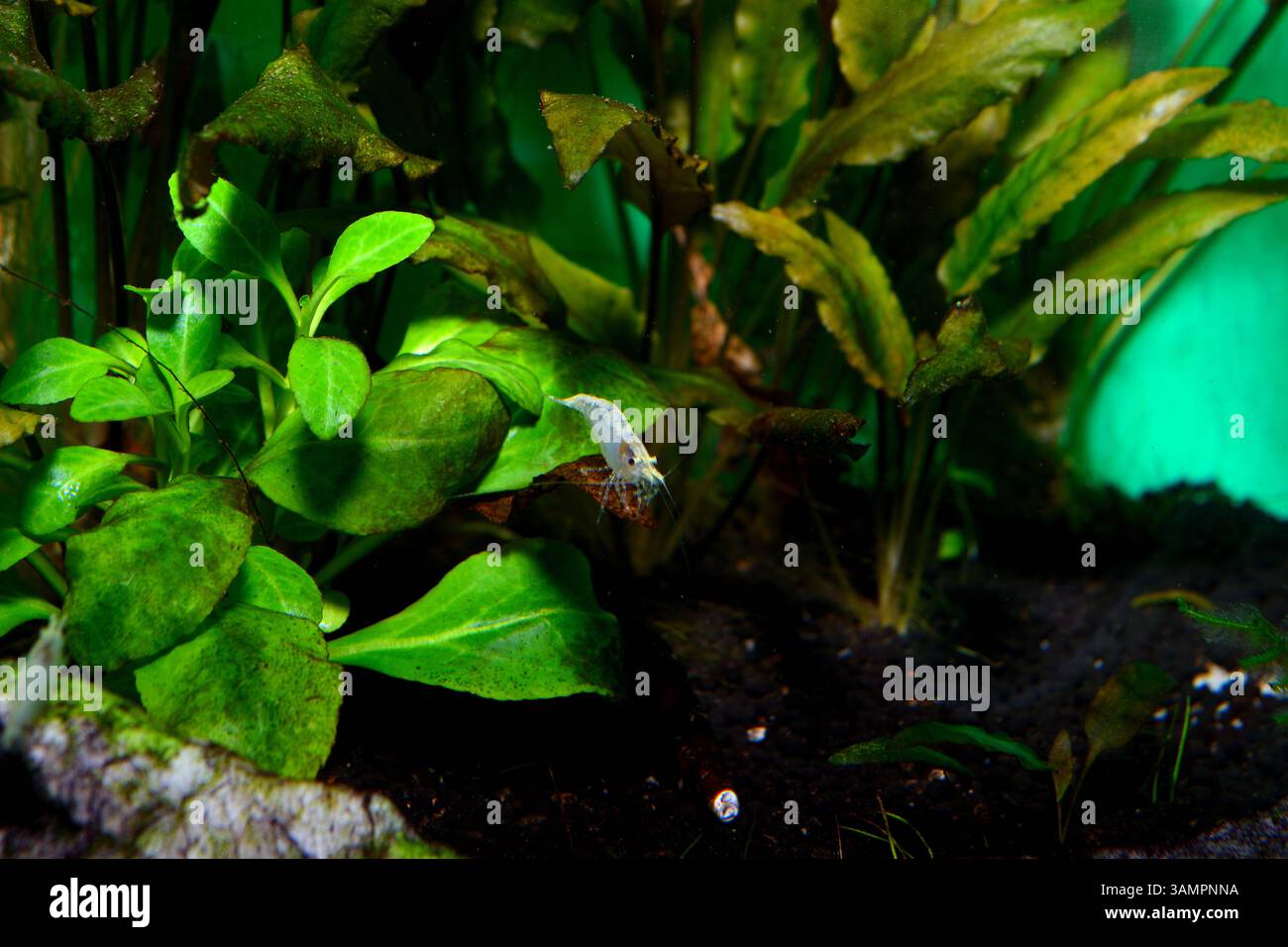 Transparent shrimp white egg hi-res stock photography and images - Alamy