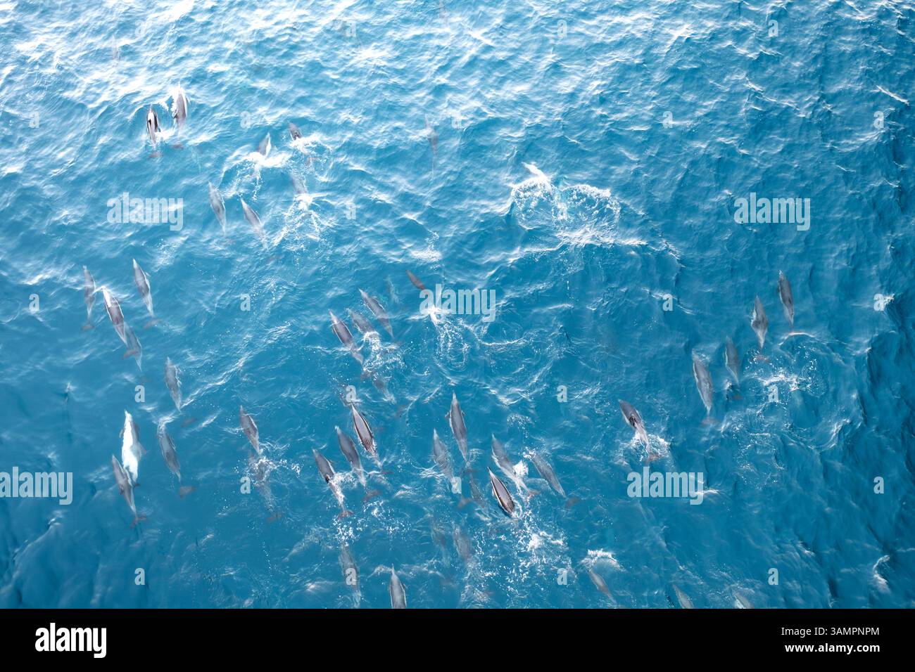 Aerial view of a large pod of dolphins, swimming in the blue ocean ...