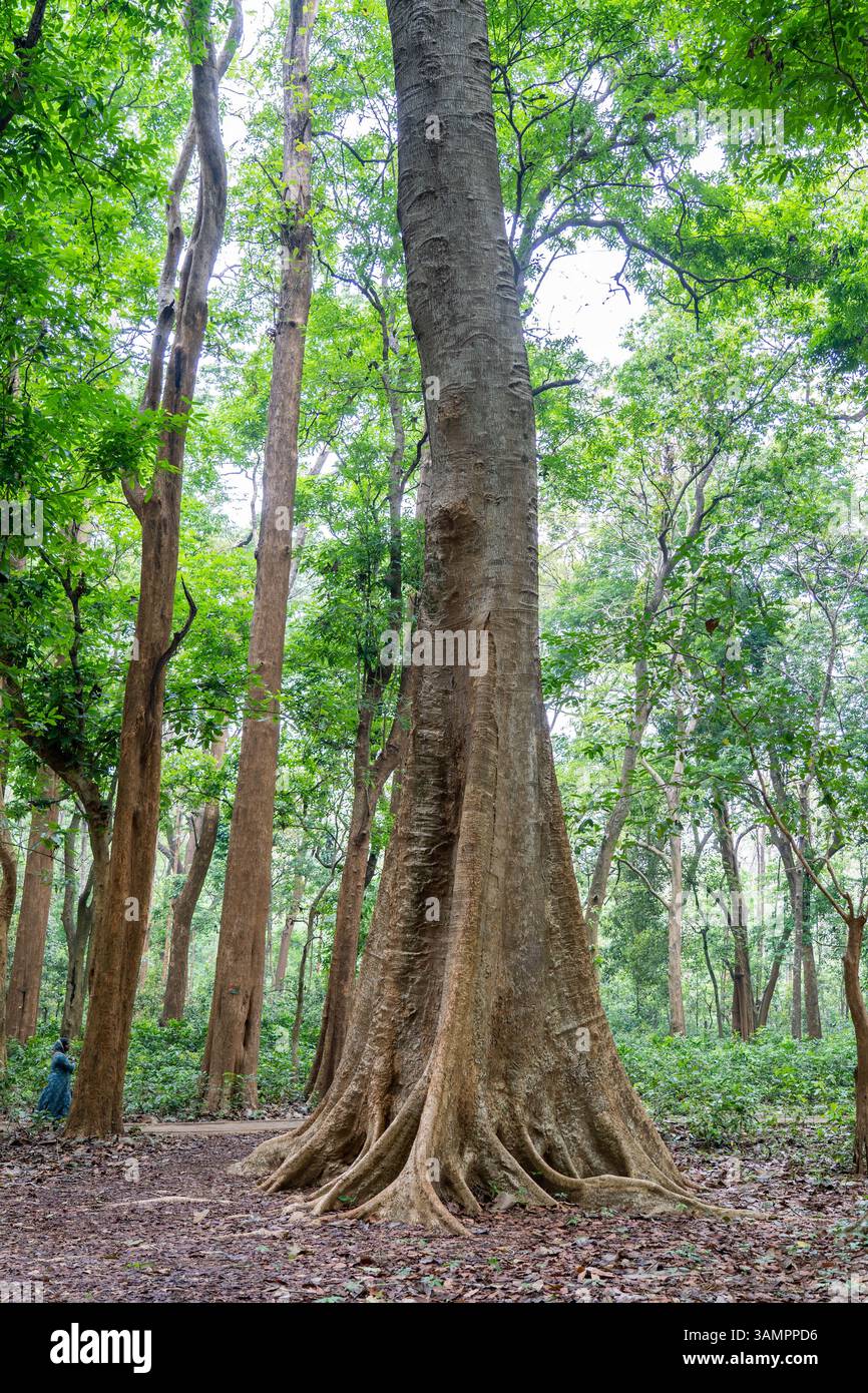 The world's oldest teak plantation, established in 1846 near Nilambur ...