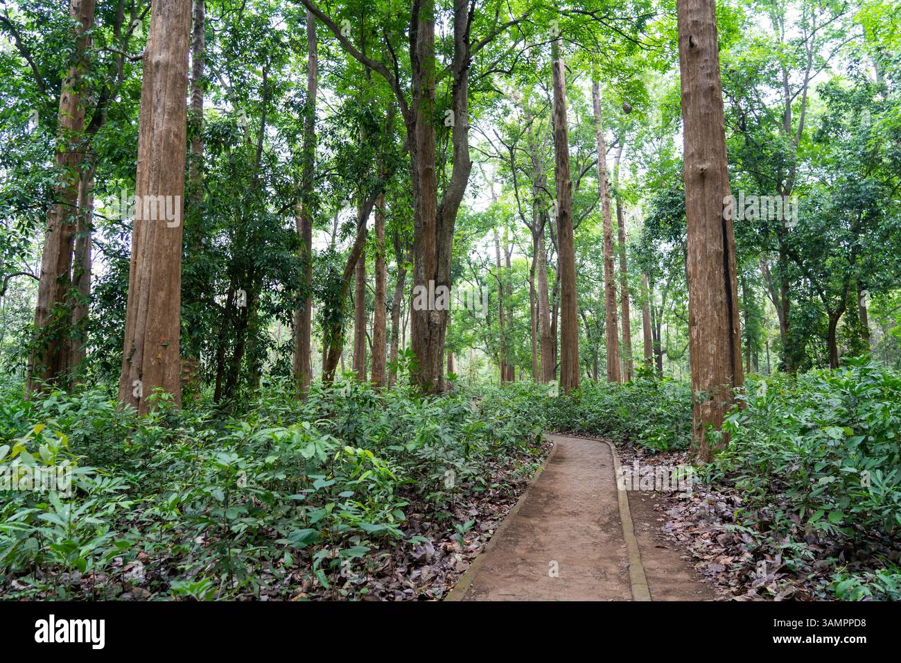 The world's oldest teak plantation, established in 1846 near Nilambur ...