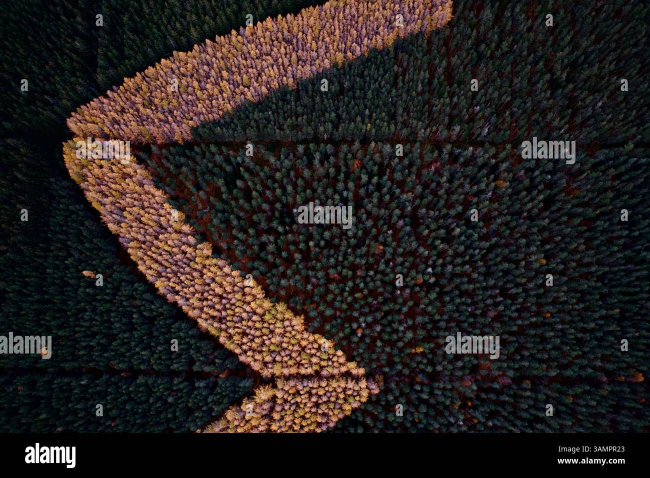 Aerial view of vibrant autumn larch colours in a tranquil forest ...