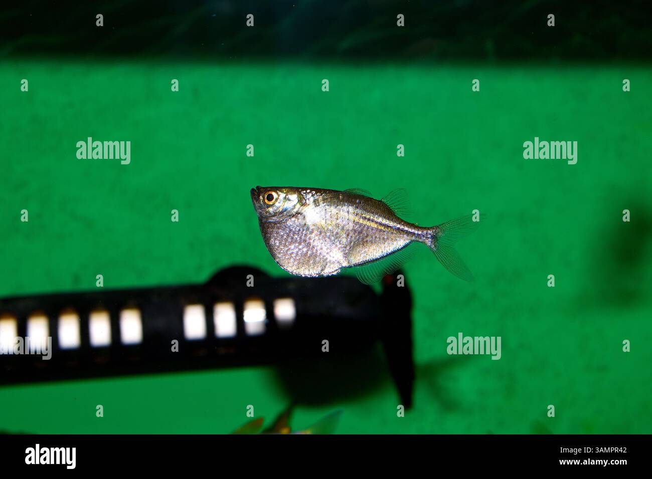 A Silver Hatchetfish swims Stock Photo - Alamy