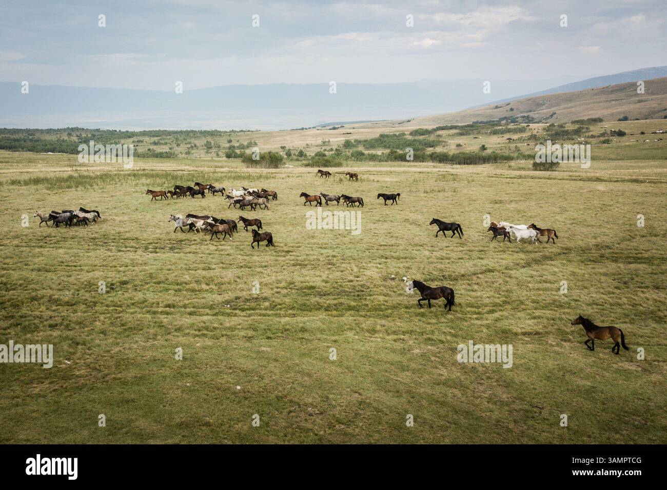 Aerial view of Wild Horses running in countryside next to the town ...