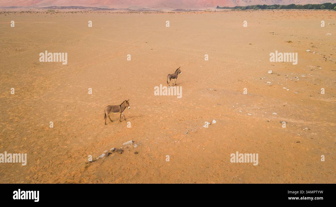 Aerial view of two donkeys in the desert of Sharjah, U.A.E Stock Photo ...