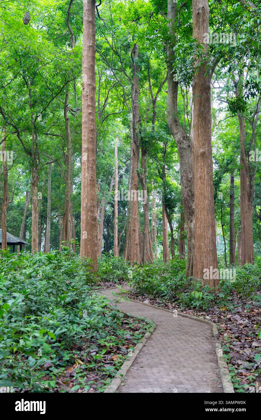 The world's oldest teak plantation, established in 1846 near Nilambur ...