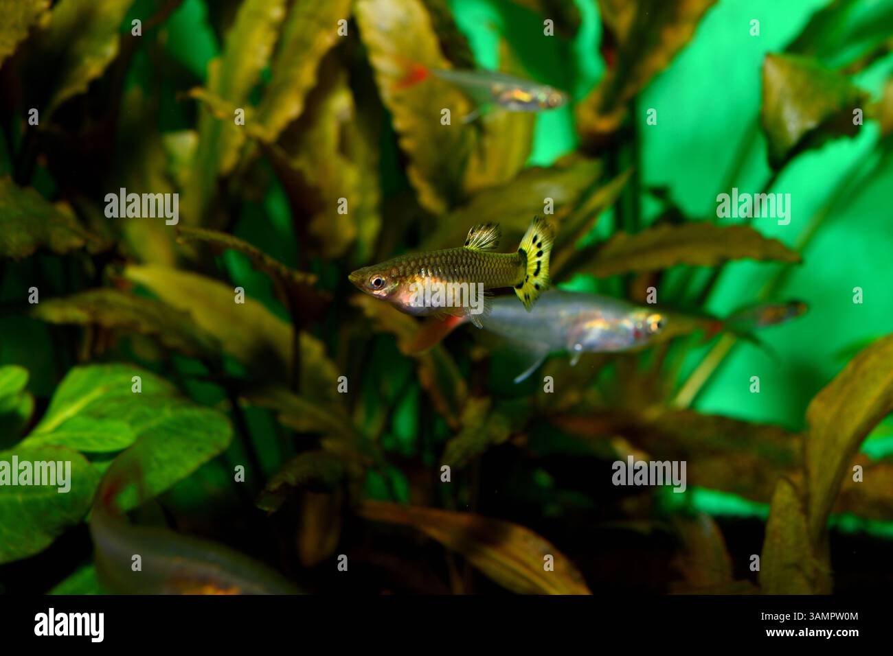 Guppies are small, colorful freshwater fish Stock Photo - Alamy