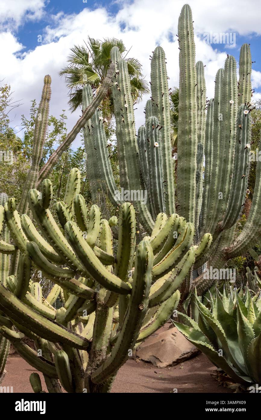 Big cactuses in the garden of the Crocodile (Cocodrilo) Park Rescue center. Blue sky with white ...