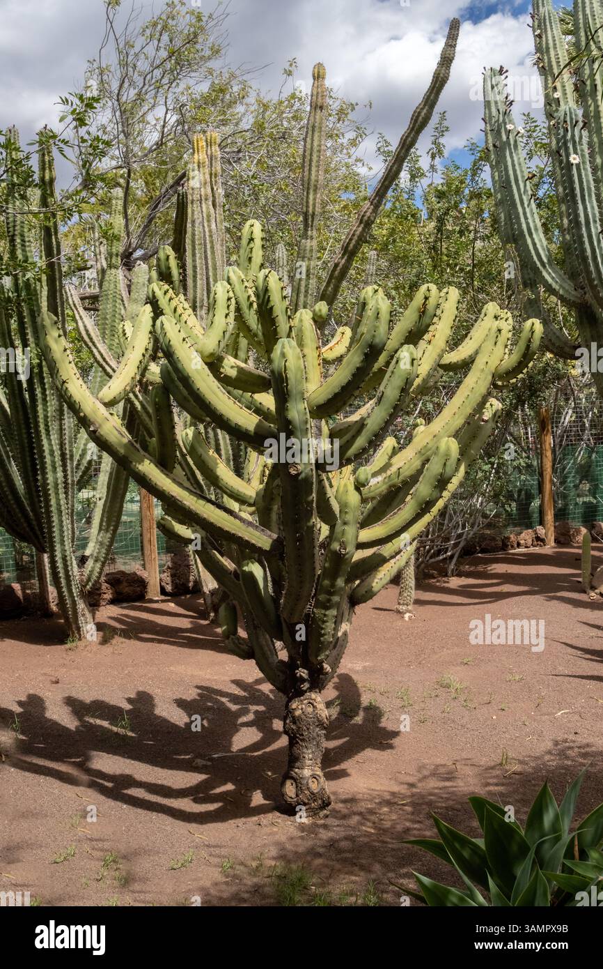 Big cactuses in the garden of the Crocodile (Cocodrilo) Park Rescue center. Blue sky with white ...