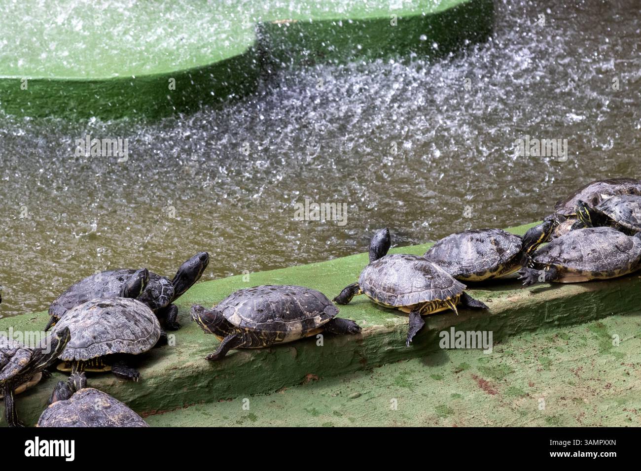Turtles on a ground outdoor beside a pool with a water fountain. Sunny ...