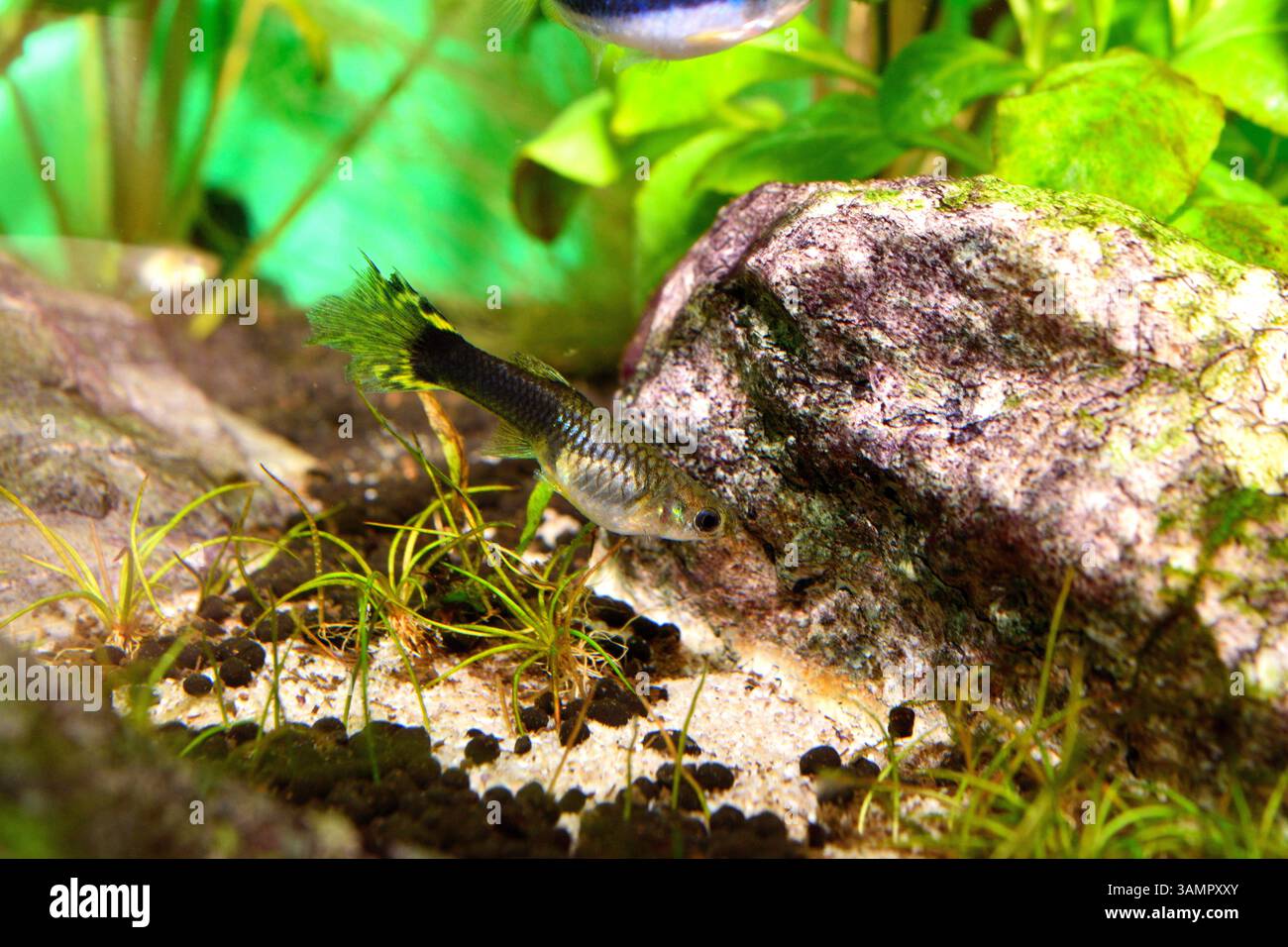 School of guppies hi-res stock photography and images - Alamy