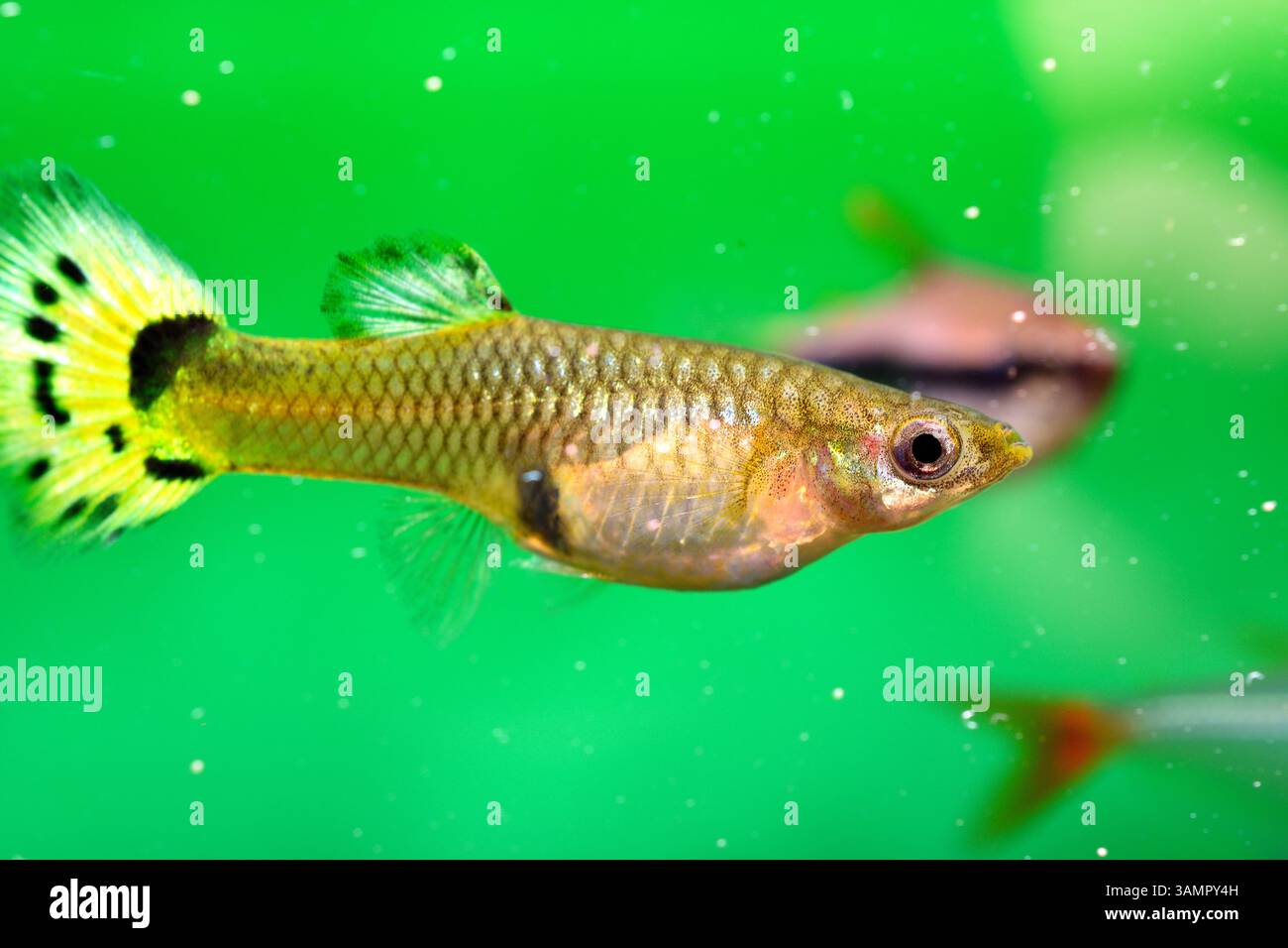 Freshwater high school hi-res stock photography and images - Alamy