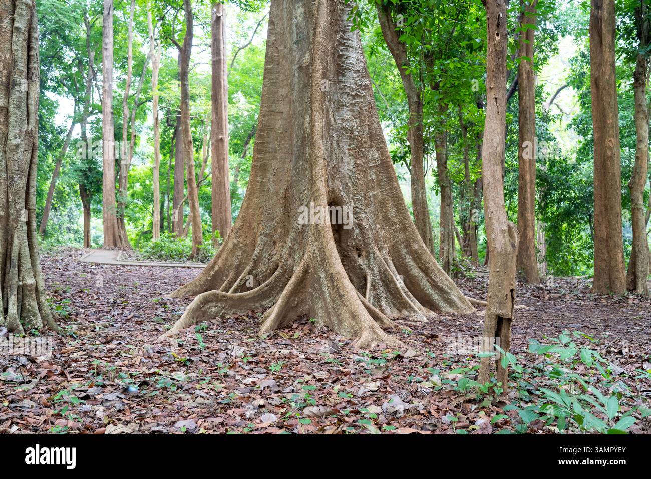 The world's oldest teak plantation, established in 1846 near Nilambur ...