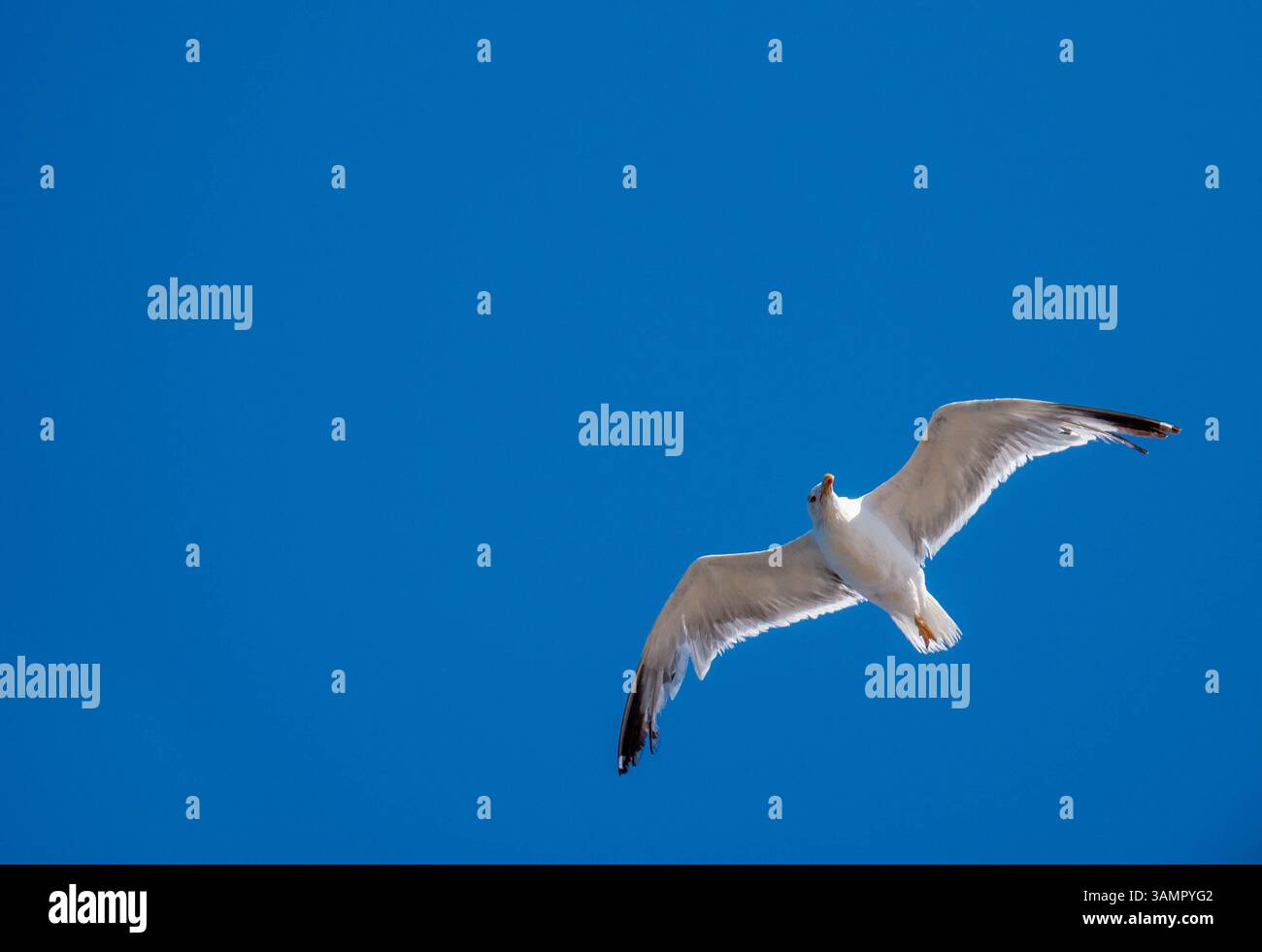 Seagull Flying Over Ocean Waves - Freedom and Nature Stock Photo - Alamy
