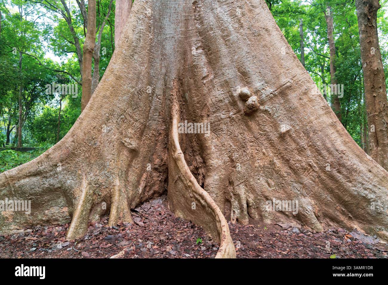 The world's oldest teak plantation, established in 1846 near Nilambur ...