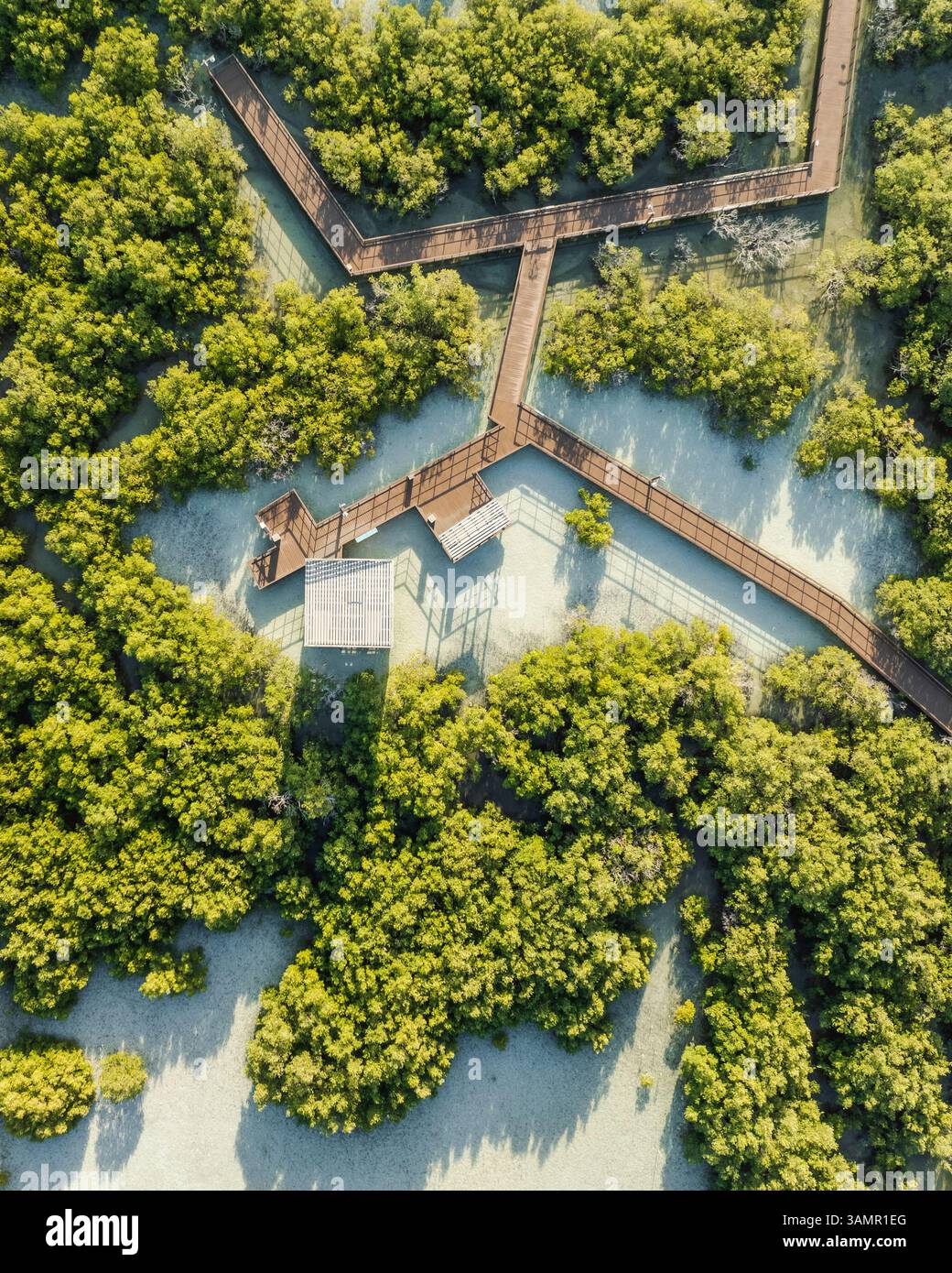 Aerial view of lush mangrove forest with wooden walkway in Jubail Mangrove, Abu Dhabi, United ...