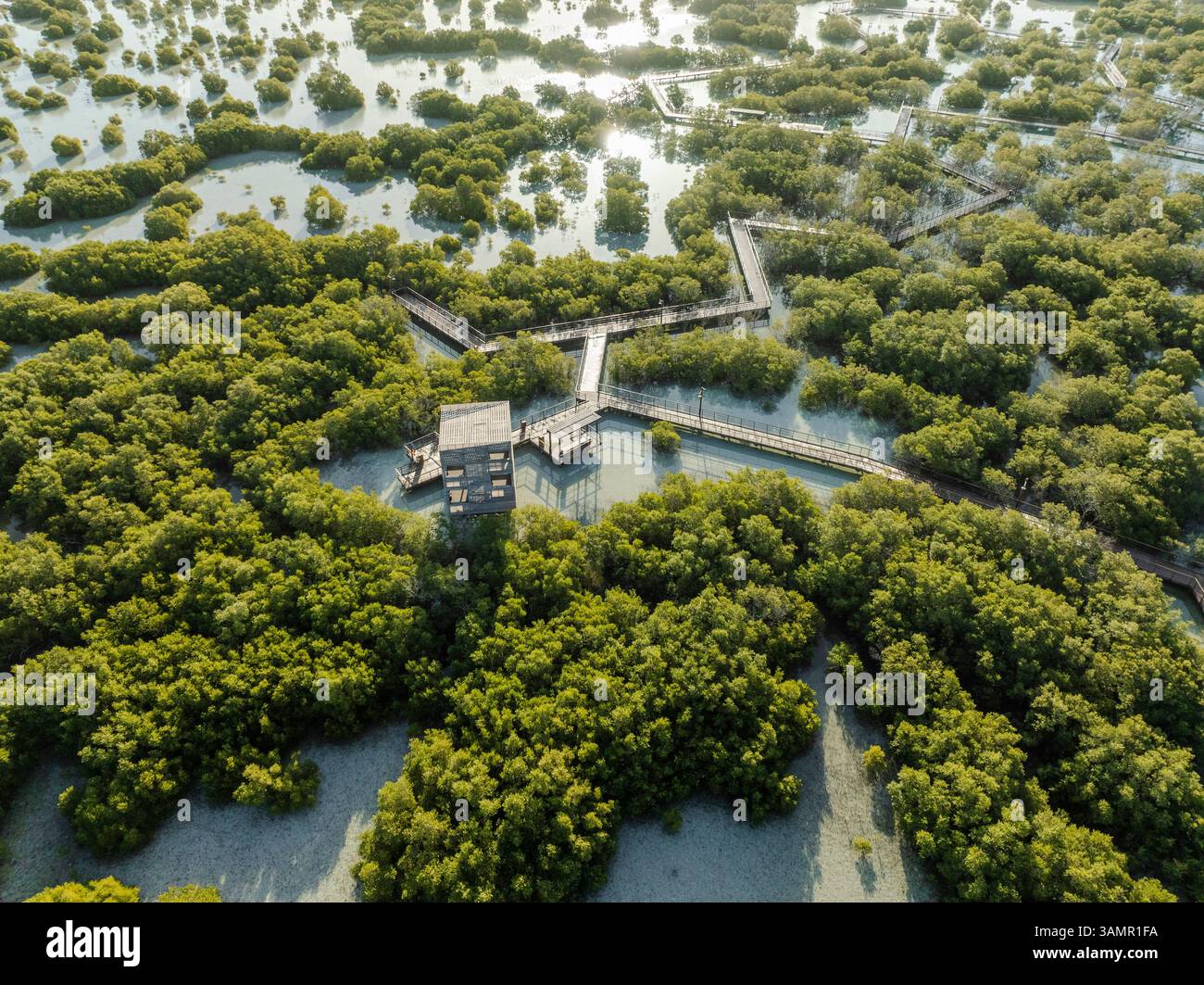 Aerial view of lush mangrove forest and boardwalk at Jubail Mangrove ...
