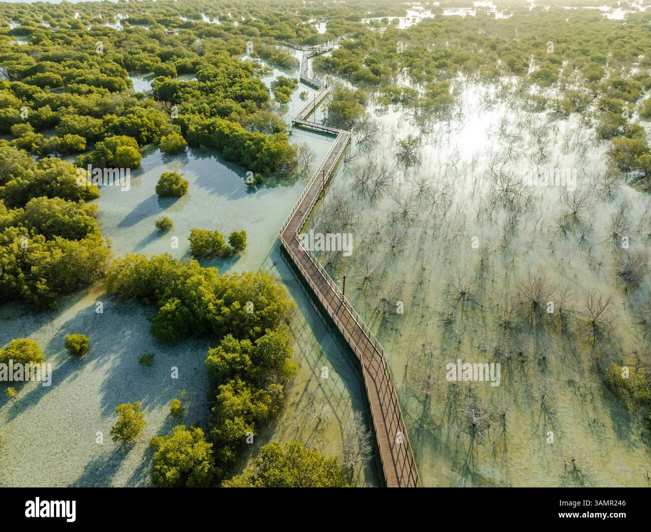 Aerial view of Jubail Mangrove with wooden boardwalk, Abu Dhabi, United ...