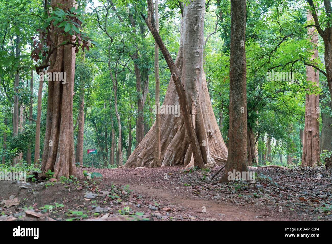 The world's oldest teak plantation, established in 1846 near Nilambur ...