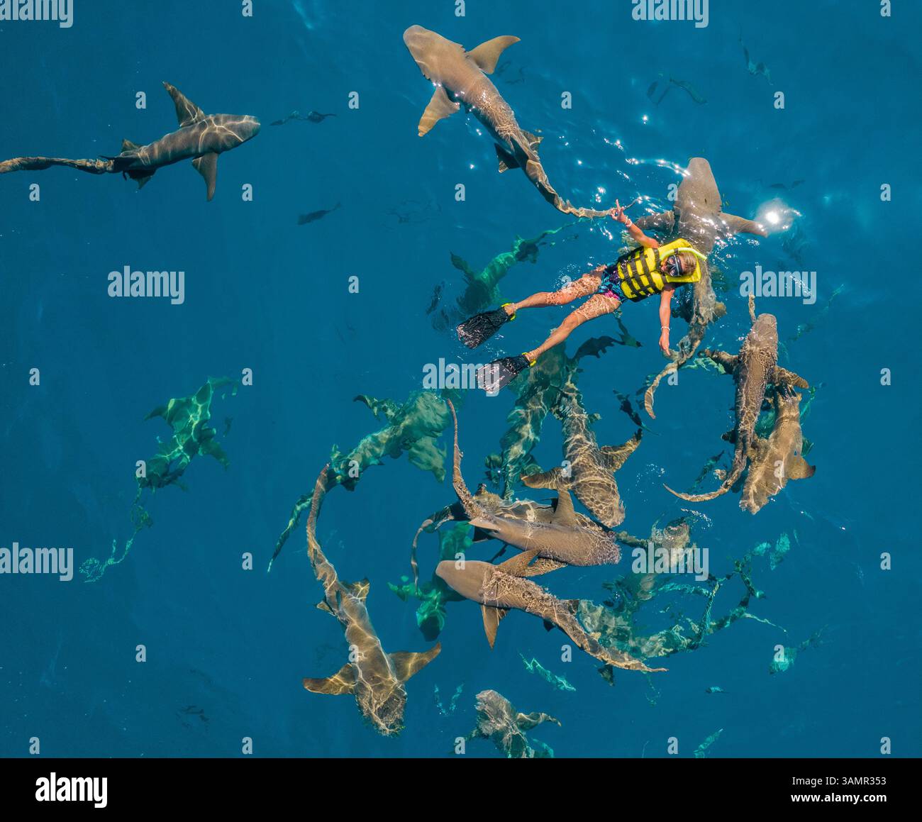 Aerial view of a woman swimming together with sharks in Indian Ocean ...