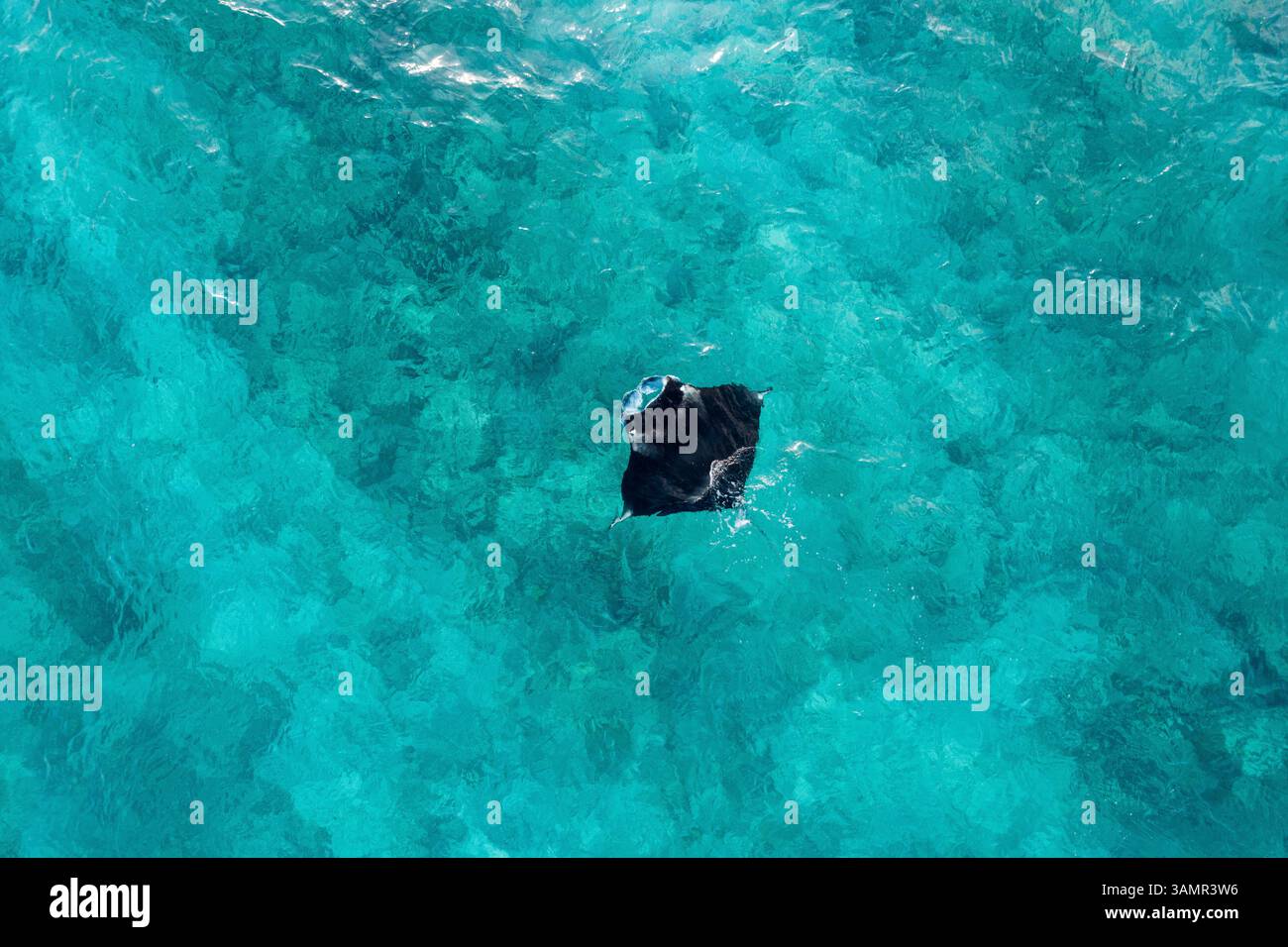 Aerial view of two Manta Ray swimming freely in the blue ocean near ...