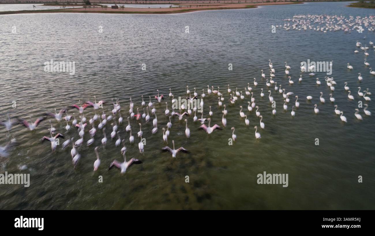 Aerial view of Flamingos in Al qudra lakes in the middle of the Saih Al ...