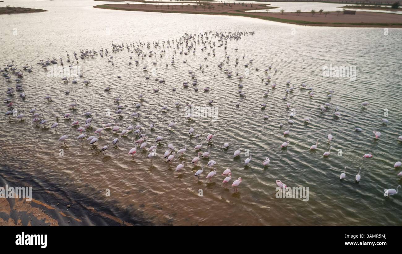 Aerial view of Flamingos in Al qudra lakes in the middle of the Saih Al ...