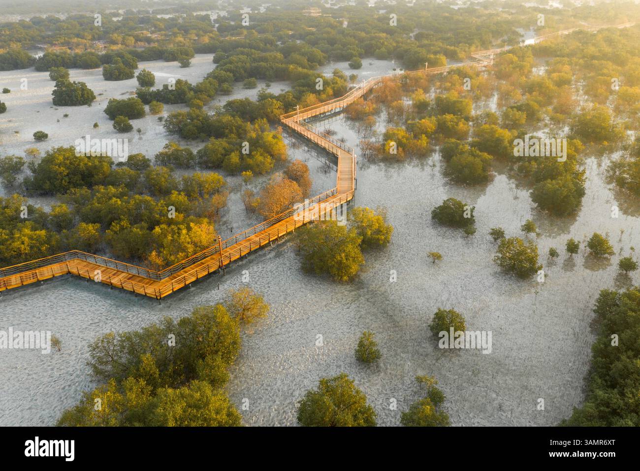 Aerial view above of wooden pier crossing Jubail Mangrove Park in Abu ...