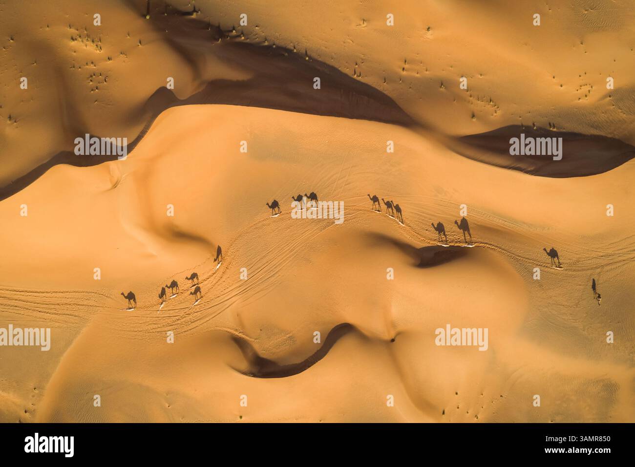 Aerial view above of group of camels wandering together at a desertic ...