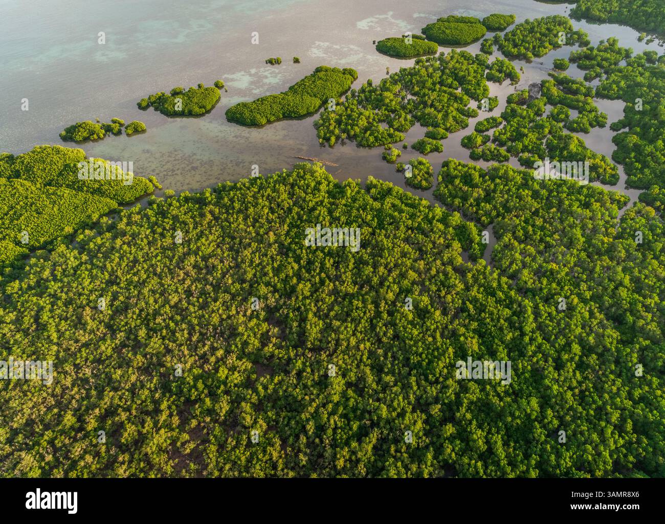 Aerial abstract view of mangroves by the coast in Taloto district ...