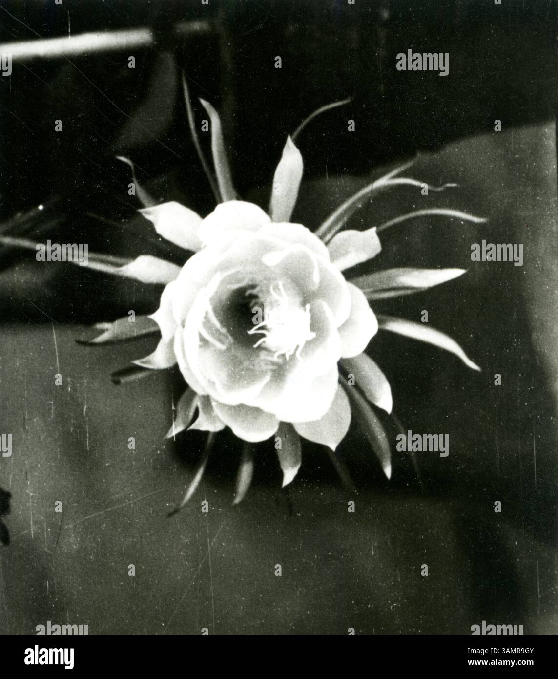 Black and White Photograph of Queen of the Night flower Blooming ...