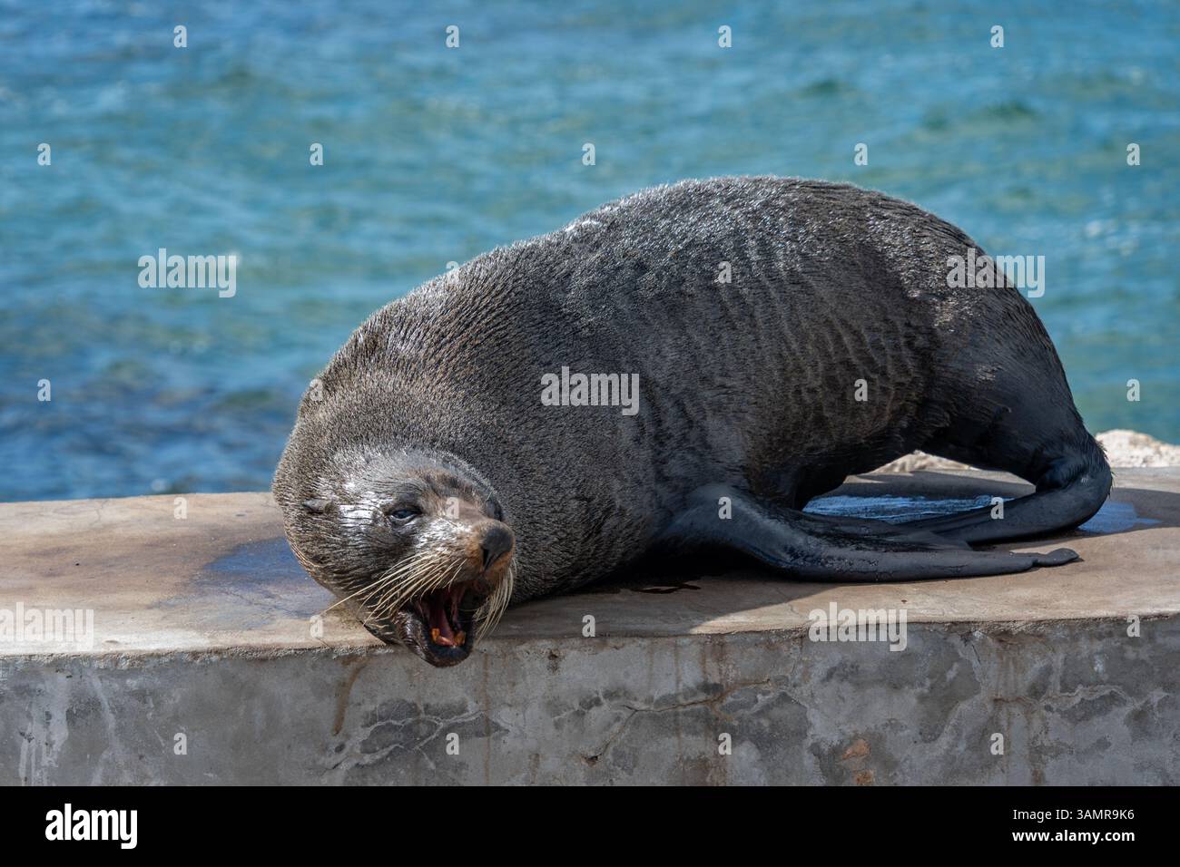 Angry seal, mouth open, next to Edithburg Jetty Stock Photo - Alamy