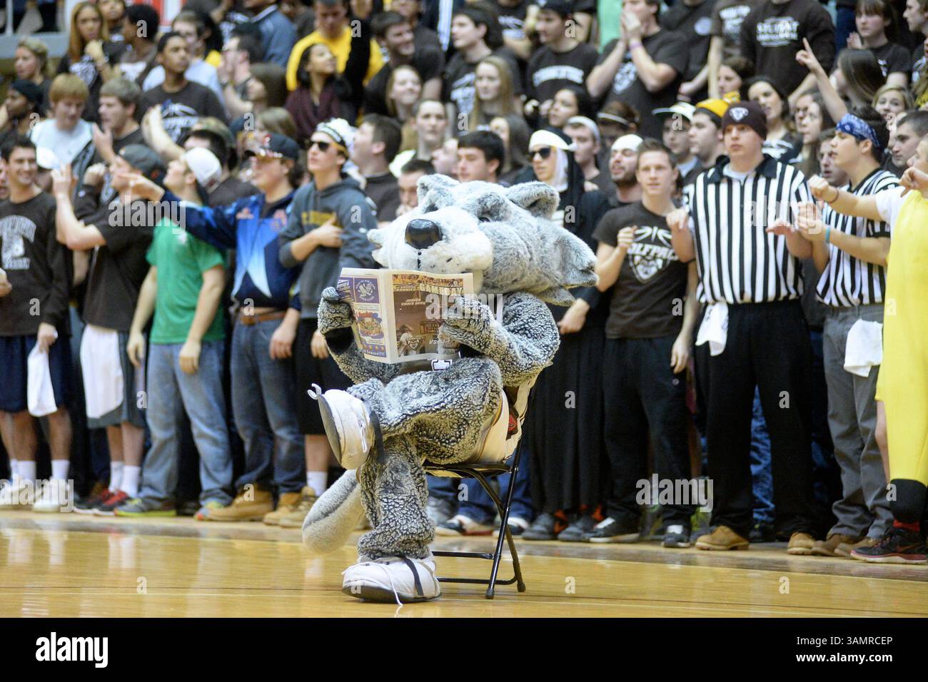 The bona wolf hi-res stock photography and images - Alamy