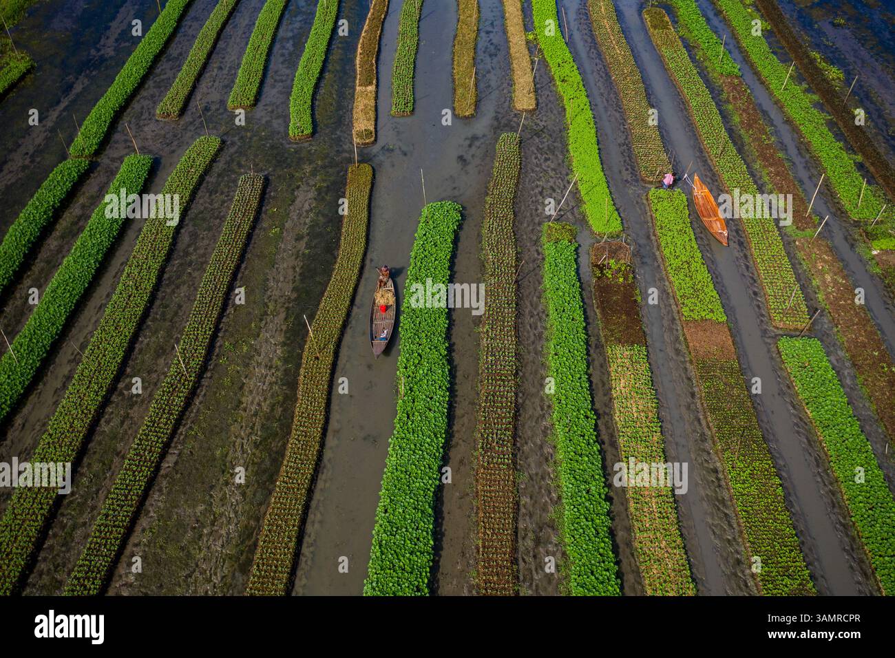 Aerial view of traditional floating garden and farmers cultivate up to ...