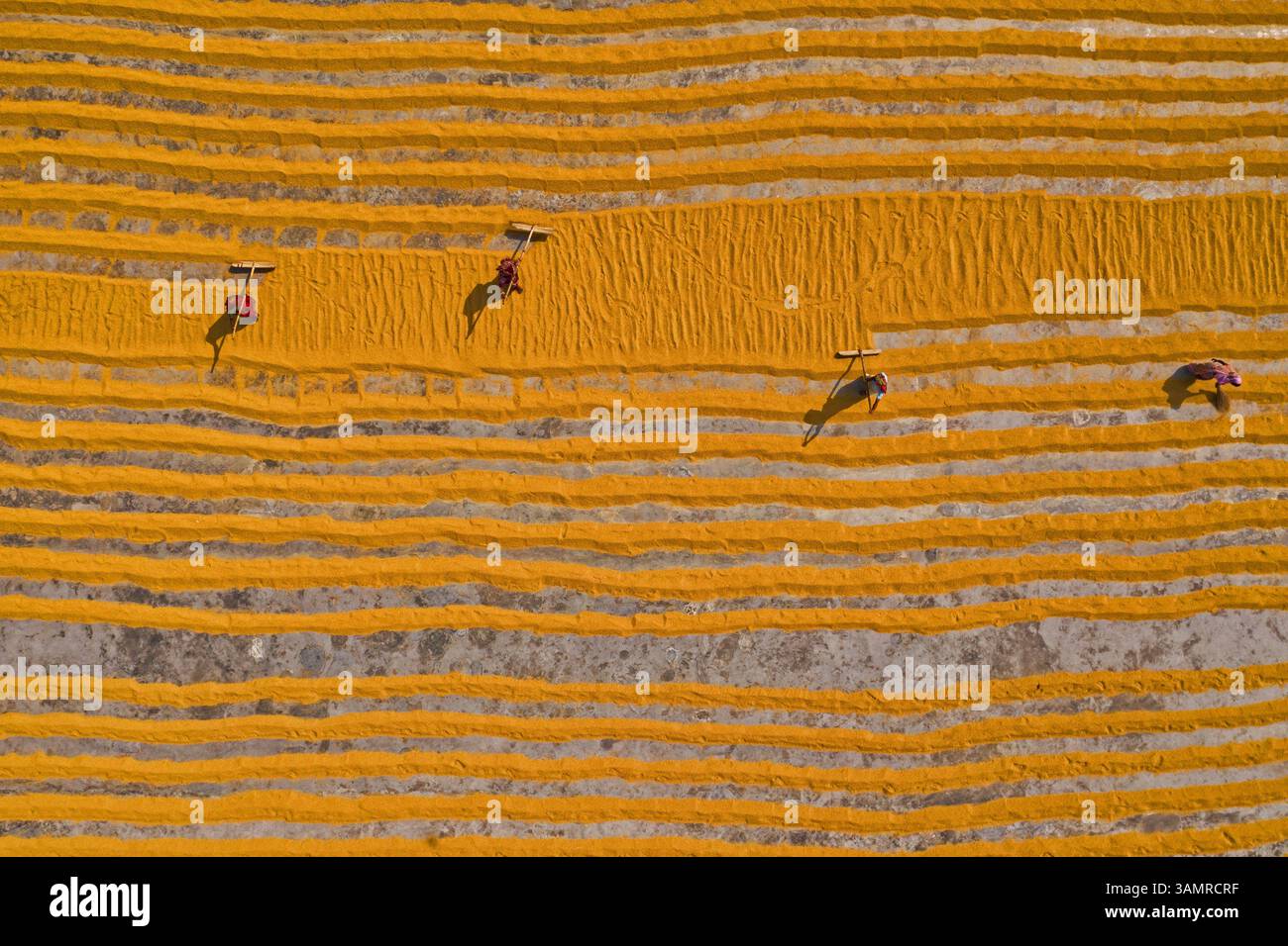 Aerial view of millions of grains of rice are laid out to dry at a mill ...