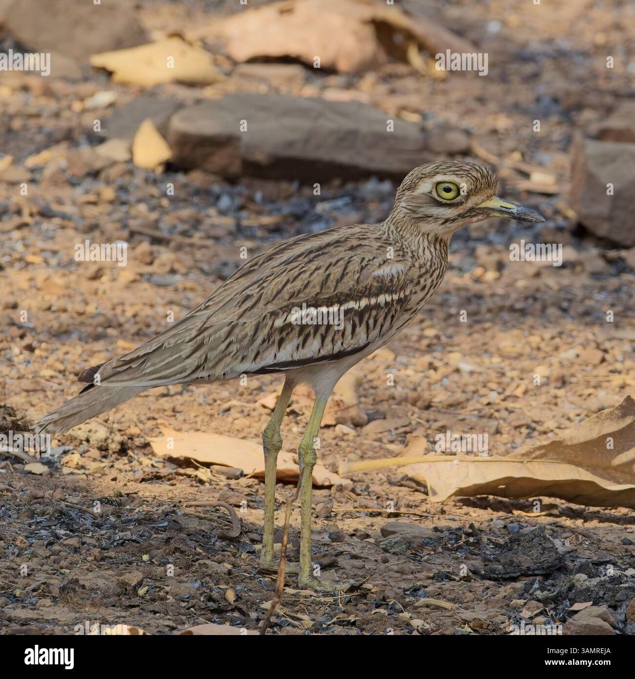 Indian Stone-curlew or Indian Thick-knee, (Burhinus indicus), standing ...