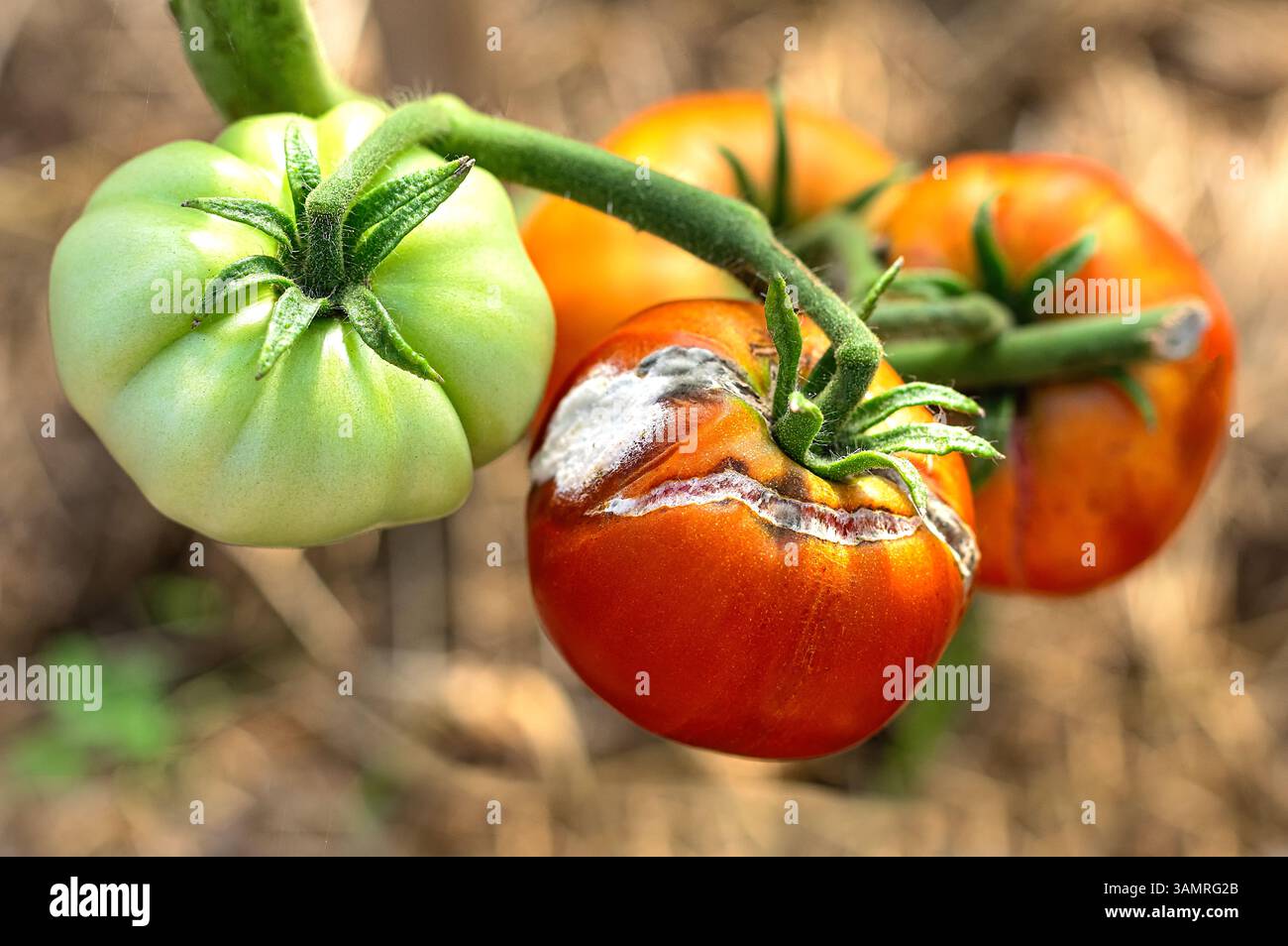 Close-up of red tomatoes with one showing visible cracks and mold ...