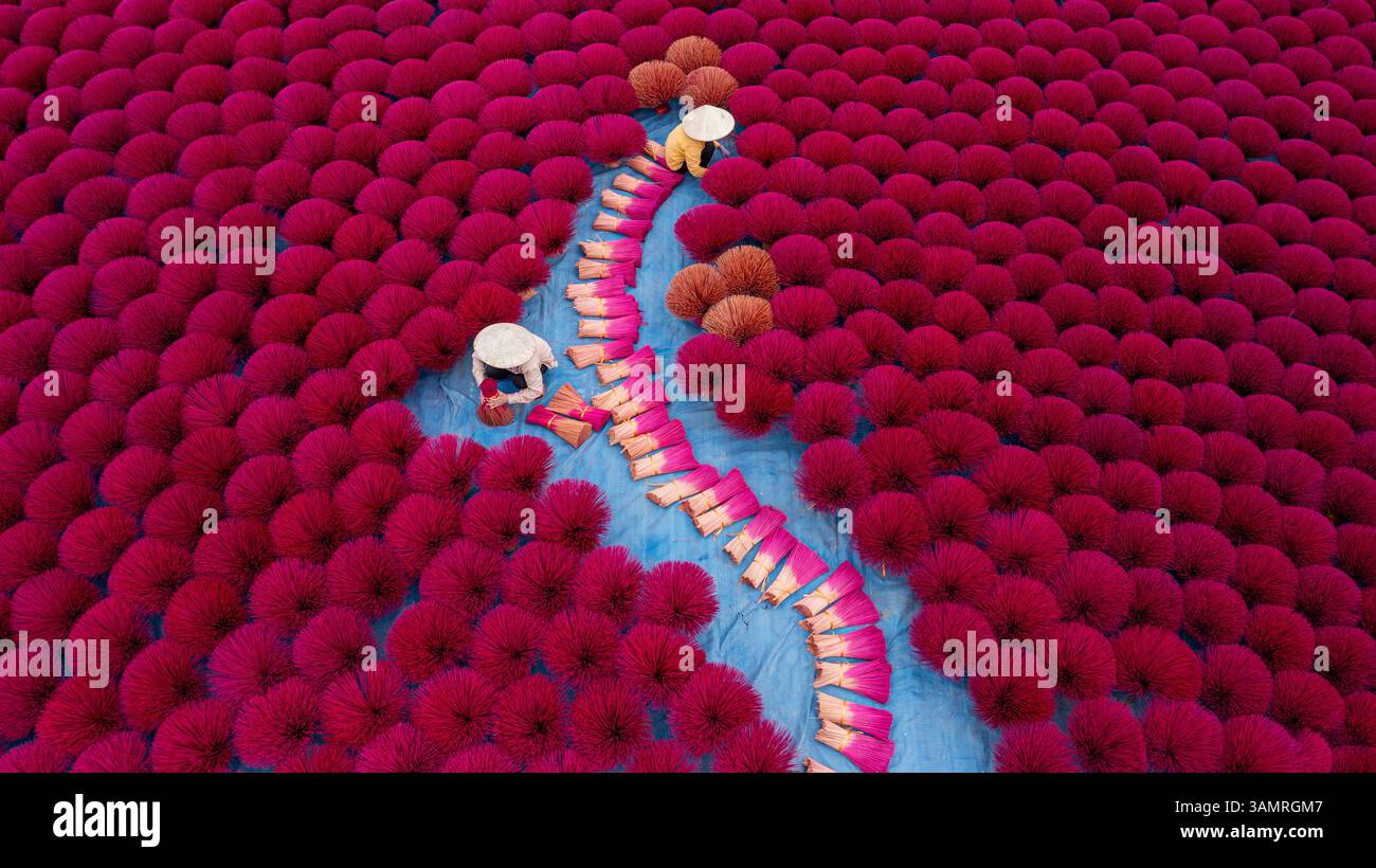Aerial view of vibrant incense field with workers harvesting, Huyen Ung ...