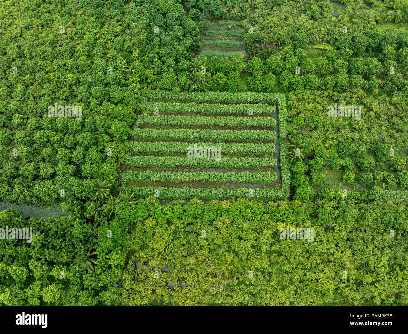 Aerial view of floating guava garden with beautiful green landscape in ...