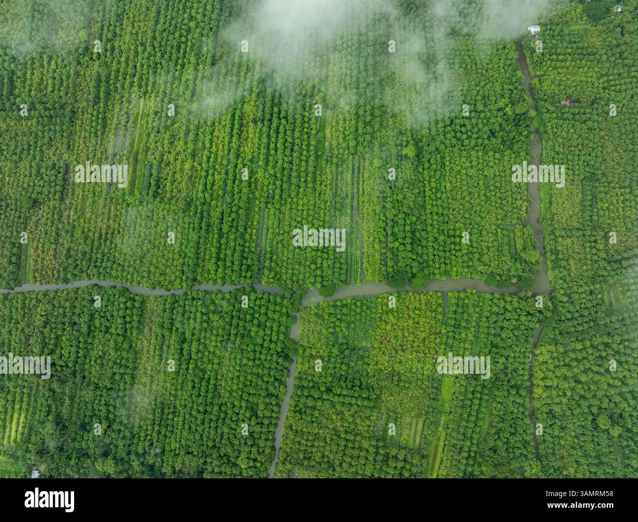 Guava farming aerial view hi-res stock photography and images - Alamy