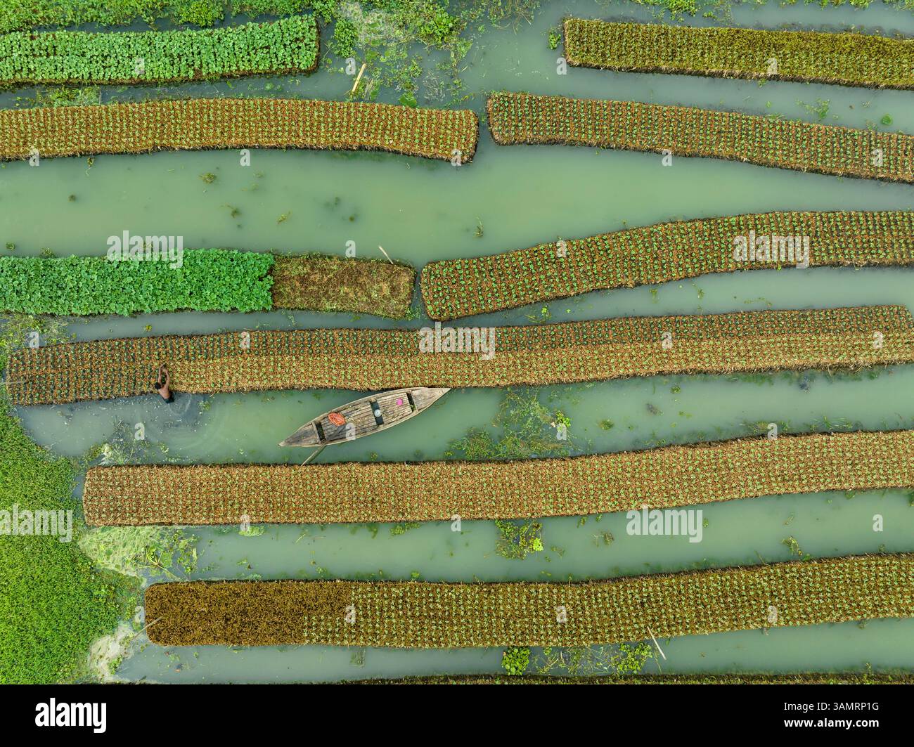 Aerial view of traditional floating vegetables garden along the creek ...