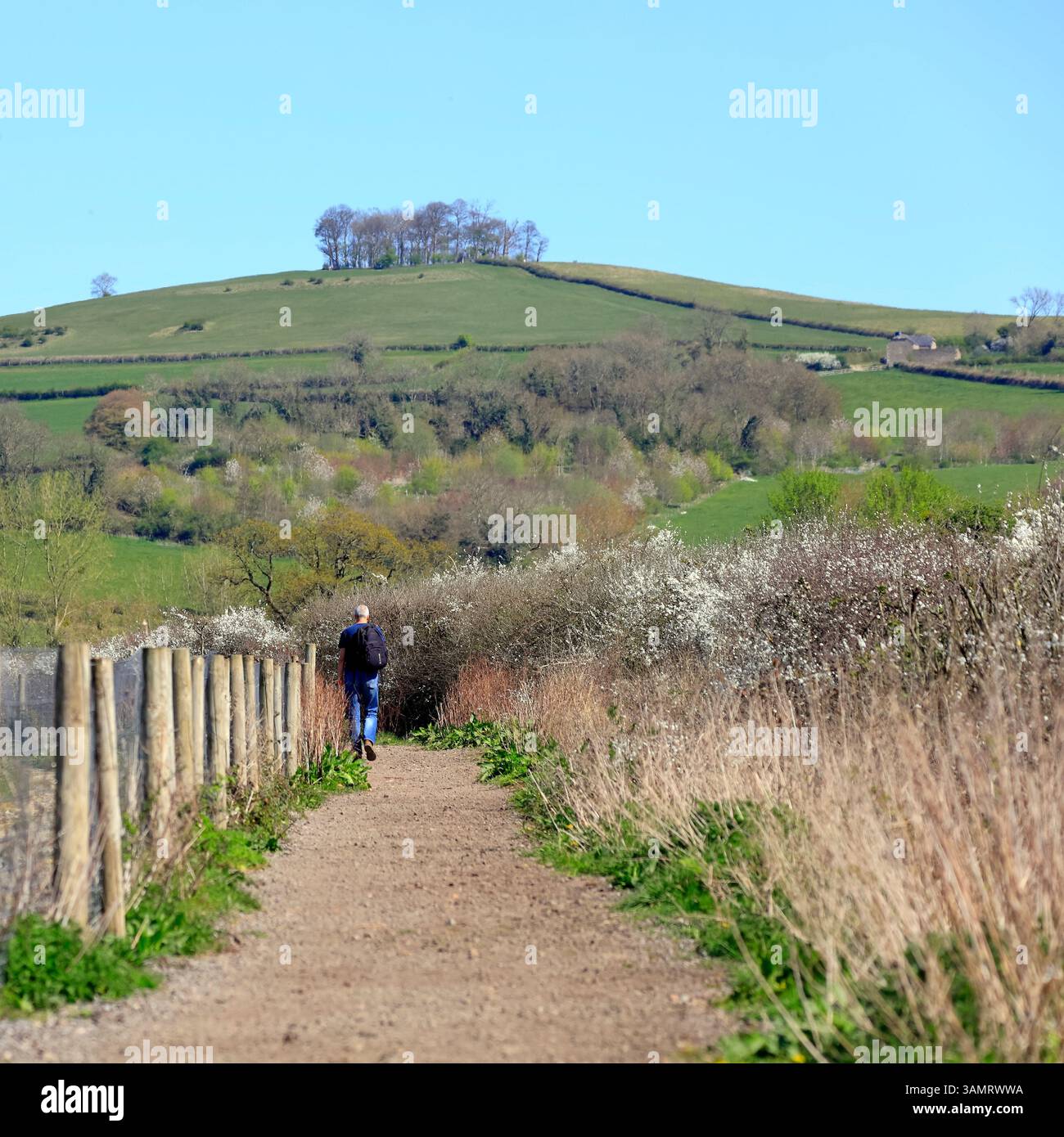 Man walking on the path towards Kelston Roundhill - path from Saltford ...