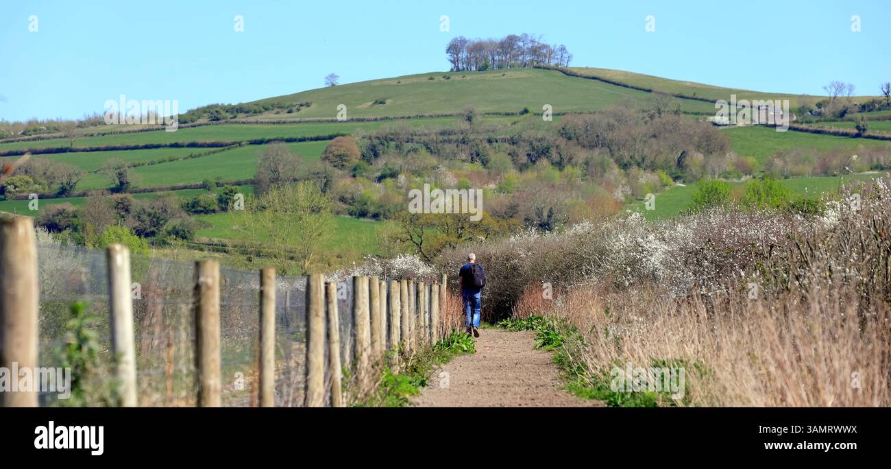 Man walking on the path towards Kelston Roundhill - path from Saltford ...