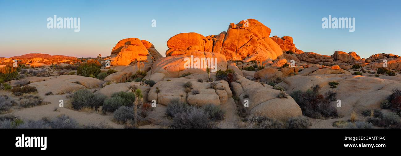 Glowing first light on rock formations and desert flora at Joshua Tree ...