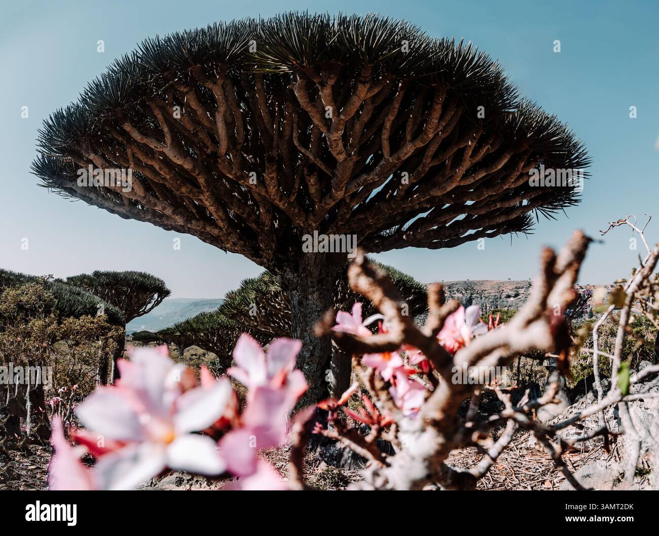 Dragon blood tree and blooming bottle tree on Diksam Plateau, Socotra ...