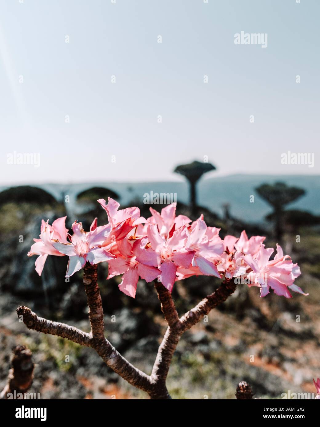 Dragon blood tree and blooming bottle tree on Diksam Plateau, Socotra ...