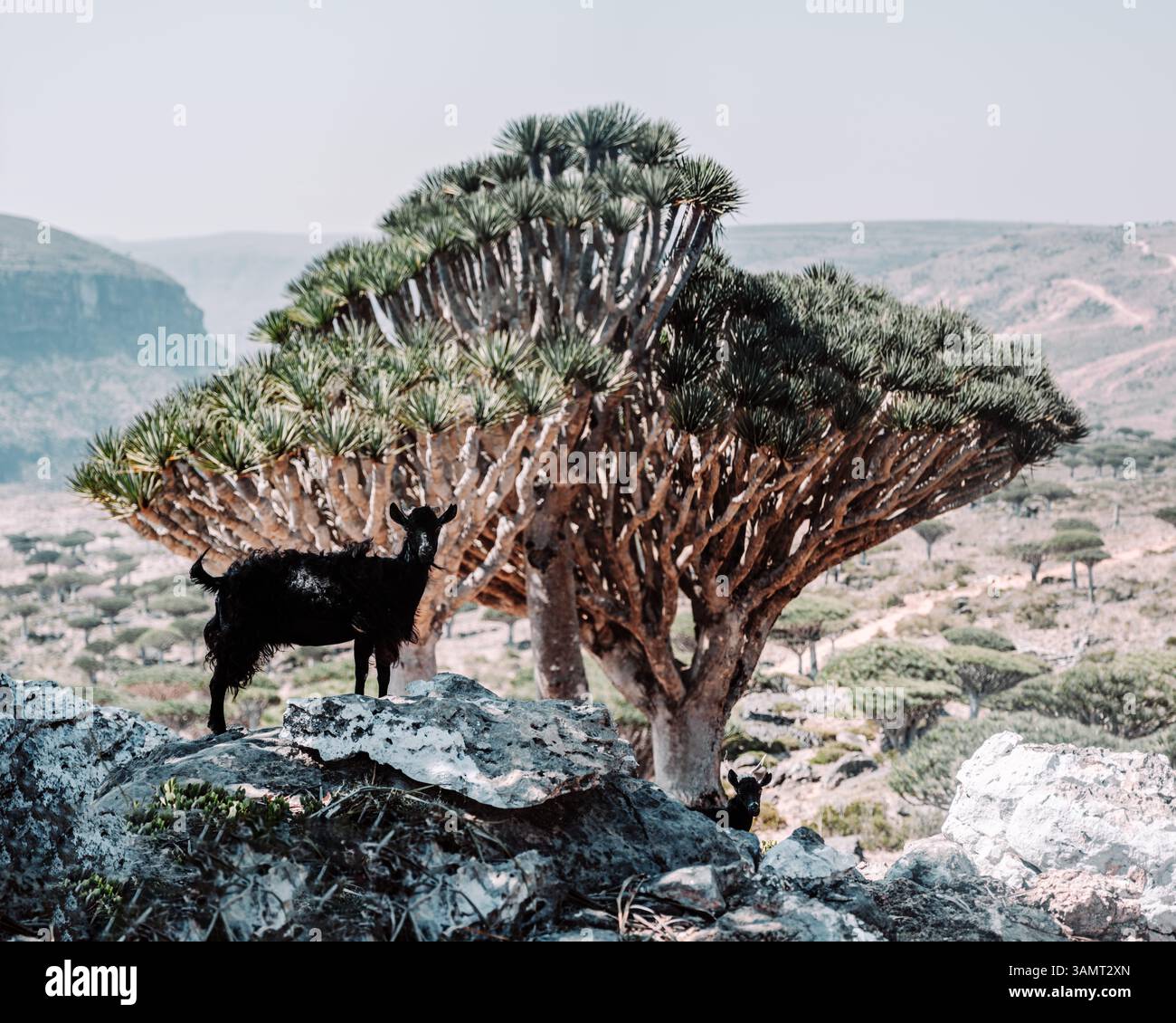 Wild goat standing in rocky terrain of Diksam Plateau, Socotra Island ...