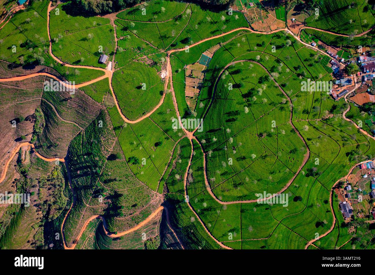 Aerial view of Ella Tea Garden, Nuwara Eliya, Sri Lanka Stock Photo - Alamy
